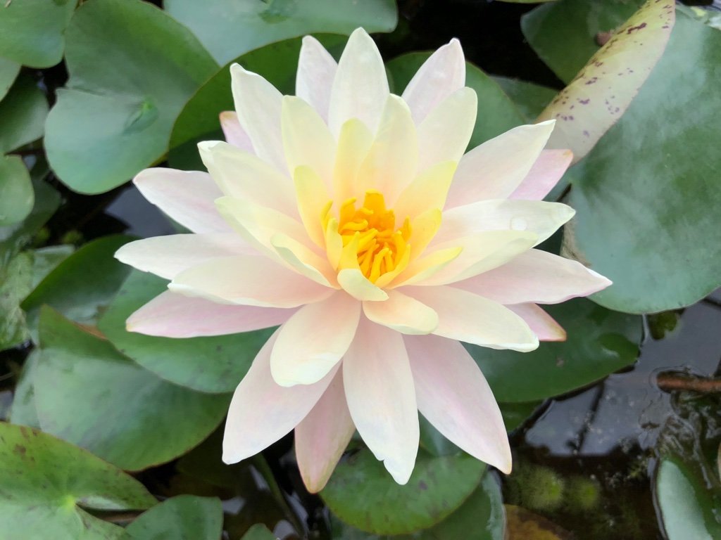Barbara Dobbins Water Lily (Nymphaea Barbara Dobbins) – Acres Aquatics