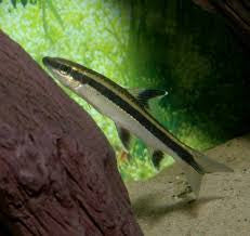 Blackline Flying Fox – Acres Aquatics