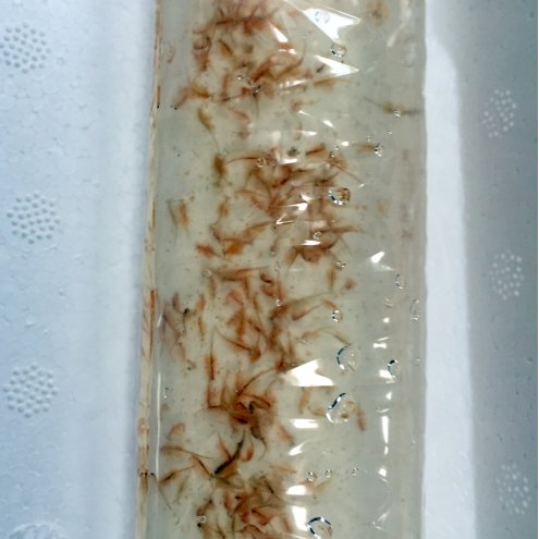 Brine Shrimp 100ml – Acres Aquatics