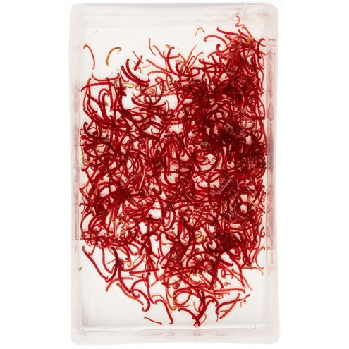 Bloodworm 100ml – Acres Aquatics