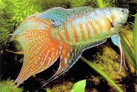 Paradise Fish – Acres Aquatics